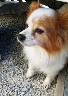 Kellogg, ID - Papillon/Cavalier King Charles Spaniel. Meet Katie a Pet ...