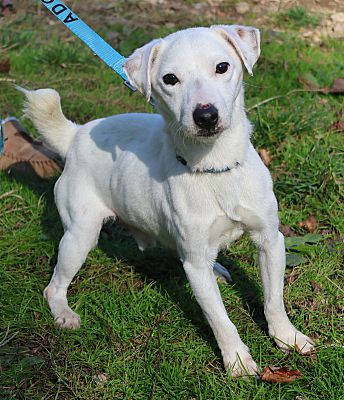 Harrison, NY - Jack Russell Terrier. Meet Max a Pet for Adoption ...