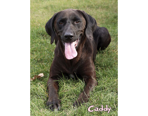 Mason, MI - Labrador Retriever/Hound (Unknown Type). Meet Caddy a Pet ...