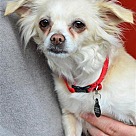 Papillon Puppies - Papillon Rescue and Adoption Near You