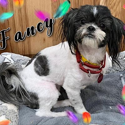 Phoenix, AZ - Shih Tzu. Meet Fancy a Pet for Adoption - AdoptaPet.com