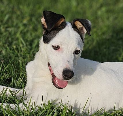 Peoria, IL - Jack Russell Terrier/Border Collie. Meet Tinker a Pet for ...