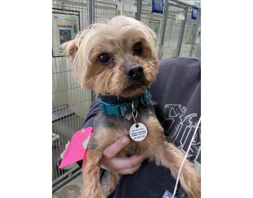 Upper Marlboro, MD - Yorkie, Yorkshire Terrier. Meet *ROOSTER a Pet for ...