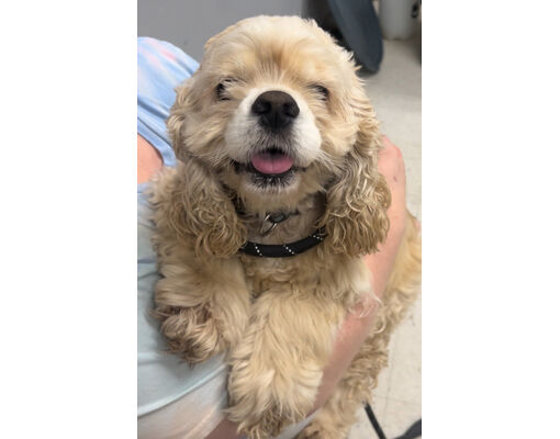Gulfport, MS - American Cocker Spaniel. Meet Holly a Pet for Adoption ...