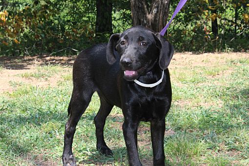 Conway, AR - Labrador Retriever. Meet Raven a Pet for Adoption ...
