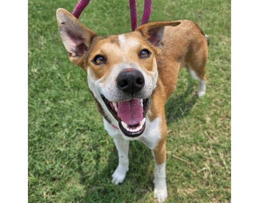 Baltimore, MD - Beagle/Basenji. Meet Benton GJ a Pet for Adoption ...