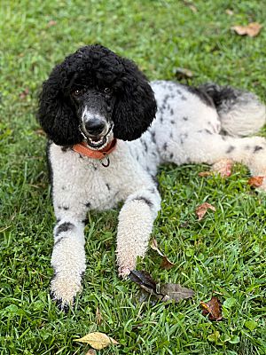 Atlanta, GA - Standard Poodle. Meet Oreo a Pet for Adoption - AdoptaPet.com