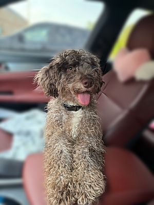 Wendell, NC - Cockapoo. Meet Dallas a Pet for Adoption - AdoptaPet.com