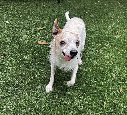 Hamilton, ON - Chihuahua/Terrier (Unknown Type, Small). Meet Prissy a ...