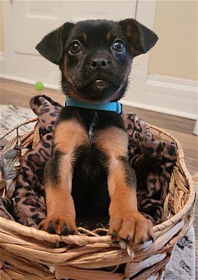 Newport, KY - Pug. Meet Little Red Riding Hood a Pet for Adoption ...