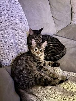 Vacaville, CA - Domestic Mediumhair. Meet Chocolate 'Coco' aka Coconut ...