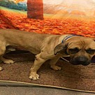 Mastiff Puppies - English Mastiff Puppies and Rescue