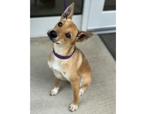 Lillington, NC - Feist/Mixed Breed (Medium). Meet Belle *BONDED TO ...