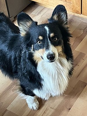 Denver, CO - Corgi. Meet Oreo a Pet for Adoption - AdoptaPet.com