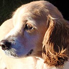 Cocker Spaniel Puppies - Rescue and Adoption Near You