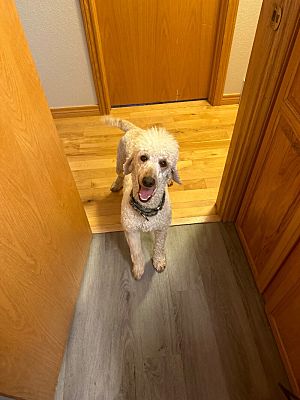 Windsor, CO - Poodle (Standard). Meet Parker a Pet for Adoption ...