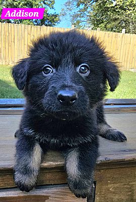 Nashville, TN - German Shepherd Dog/Belgian Malinois. Meet Addison ...