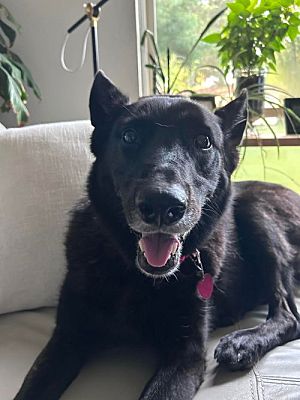 St Louis, MO - Belgian Malinois. Meet Miah a Pet for Adoption ...