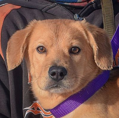 Huntley, IL - Sheltie, Shetland Sheepdog/Labrador Retriever. Meet ...