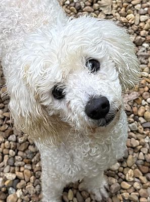 Sandston, VA - Miniature Poodle. Meet Casper a Pet for Adoption ...