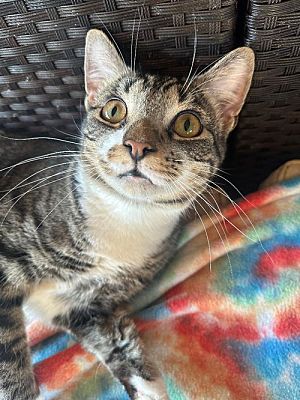 Capshaw, AL - Domestic Shorthair. Meet ELIJAH a Pet for Adoption ...