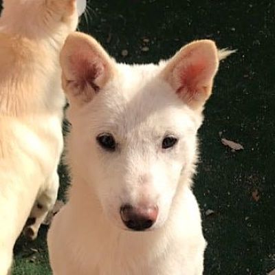 Los Angeles, CA - Jindo/Spitz (Unknown Type, Medium). Meet Archie a Pet ...