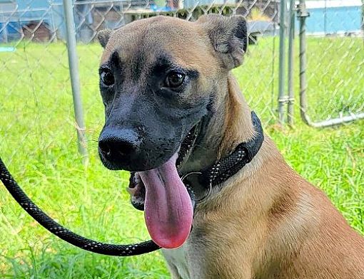 Anniston, AL - Black Mouth Cur/Shepherd (Unknown Type). Meet Miley a ...