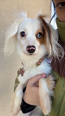 Round Rock, TX - Mutt/Mutt. Meet Effy a Pet for Adoption - AdoptaPet.com