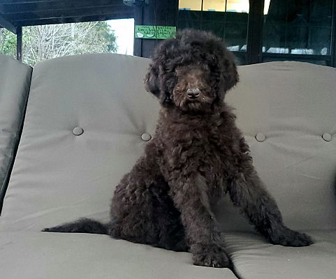 Los Angeles, CA - Standard Poodle. Meet Juniper a Pet for Adoption ...