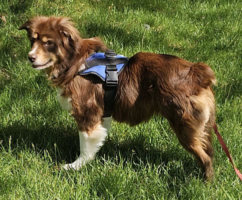 Louisville, KY - Australian Shepherd. Meet Jesse a Pet for Adoption ...