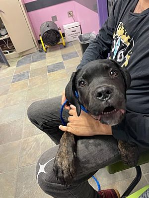 El Paso, TX - Cane Corso. Meet 54960470 a Pet for Adoption - AdoptaPet.com