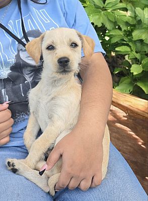 Los Angeles, CA - Border Terrier/Chihuahua. Meet Benji a Pet for ...