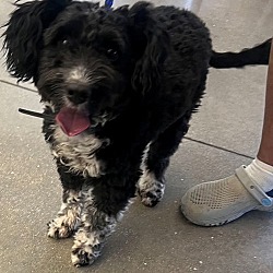 Buffalo, NY - Poodle (Miniature). Meet Mike a Pet for Adoption ...