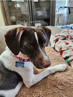 St. Louis, MO - German Shorthaired Pointer/Terrier (Unknown Type ...
