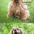 Cocker Spaniel Puppies - Rescue and Adoption Near You