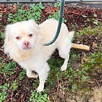 Adoptable Pets – Rover Rescue