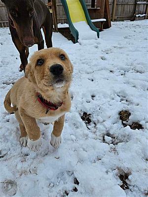 new london, WI - Great Pyrenees/Labrador Retriever. Meet Caramel a Pet ...