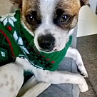 Boston Terrier Puppies - Boston Terrier Rescue and Adoption