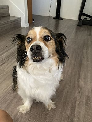 San Diego, CA - Sheltie, Shetland Sheepdog/Spaniel (Unknown Type). Meet ...