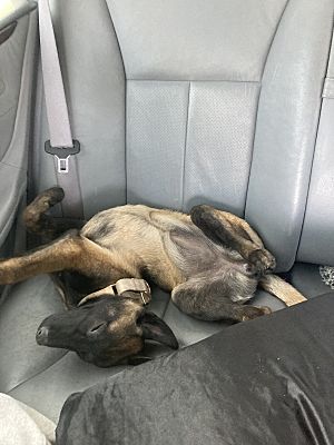 Long Beach, CA - Belgian Malinois. Meet Nala a Pet for Adoption ...