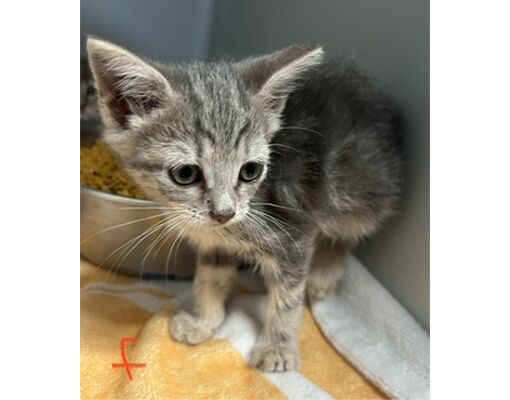 Lancaster, SC - Domestic Shorthair. Meet Pineapple a Pet for Adoption ...