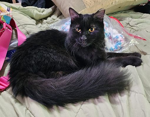 New York, NY - Domestic Longhair. Meet Mayflower a Pet for Adoption ...
