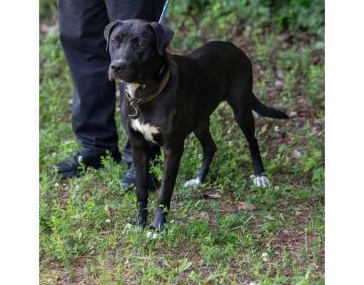 Bartlett, TN - Labrador Retriever. Meet GREENIE-28843 a Pet for ...