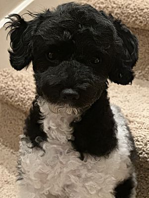 Issaquah, WA - Poodle (Toy or Tea Cup)/Xoloitzcuintle/Mexican Hairless ...
