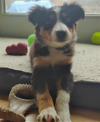 Brooklyn Center, MN - Australian Shepherd. Meet Puma a Pet for Adoption ...