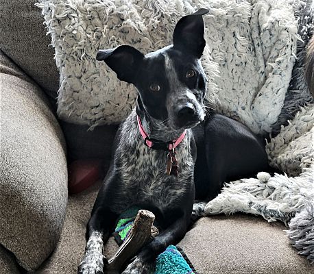 Spring Grove, IL - Australian Cattle Dog/Rat Terrier. Meet Pixie the ...