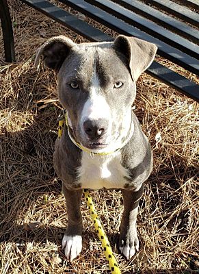 Birmingham, AL - Pit Bull Terrier. Meet Leo a Pet for Adoption ...