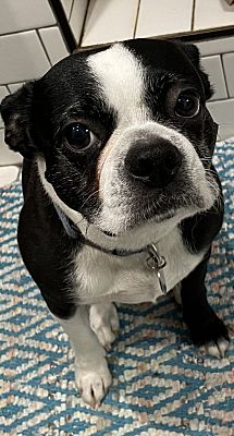 Portland, OR - Boston Terrier. Meet Lo a Pet for Adoption - AdoptaPet.com