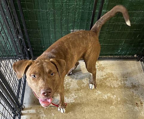 Birmingham, AL - Pit Bull Terrier. Meet Wonton a Pet for Adoption ...