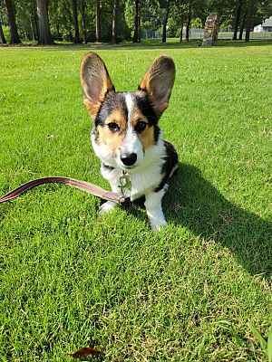 Rome, GA - Pembroke Welsh Corgi. Meet Link a Pet for Adoption ...
